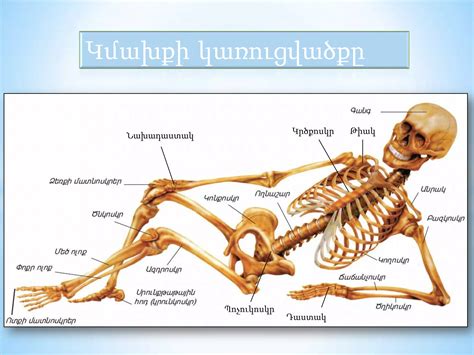 Րաֆֆի Հովհաննիսյան Կմախք Ppt