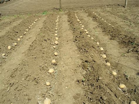 АЗ ГО ПРАВЯ ТАКА Засаждане на картофи с едновременно загърляне Български Фермер