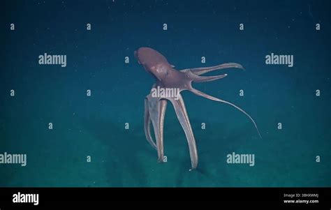 Deep Sea Dumbo Octopus Deep Ocean Exploration Mariana Trench 2025 Stock
