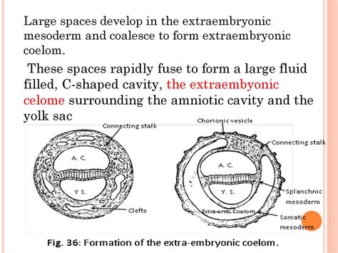 2nd Week Of Development Formation Of Bilaminar Disc Ppt Download