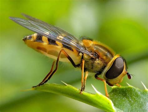 Influence Of Temperature On Insect Life Cycle Basic Agricultural Study