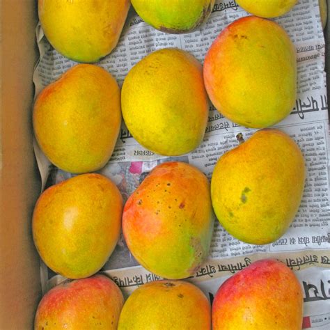 Devgad Alphonso Mango 1 Dozen
