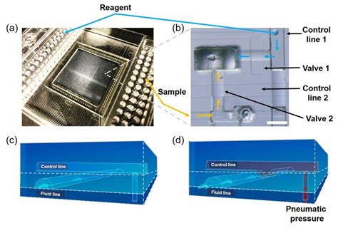 Microfluidic Networks Reaction Chamber And Microvalves In A Download Scientific Diagram