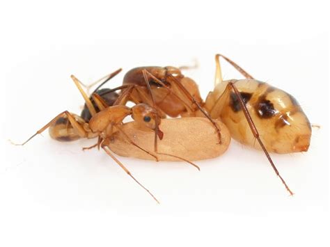 Antstore Ameisenshop Ameisen Kaufen Camponotus Maculatus