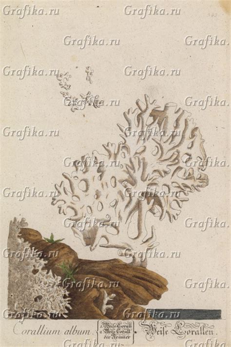 Белый коралл (Эйзенбергер Николаус Фридрих, 1757) — гравюры и ...