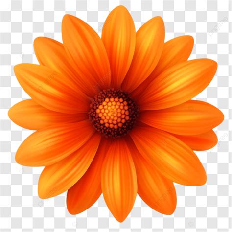 Stunning Orange Daisy Flower Illustration Orange Daisy Floral Illustration Botanical Art Png