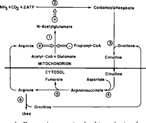 Methylmalonic Acidemia Semantic Scholar