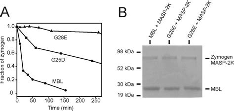 Time Dependent Autoactivation Of Wild Type And Mutant Mbl Masp 2k Download Scientific Diagram