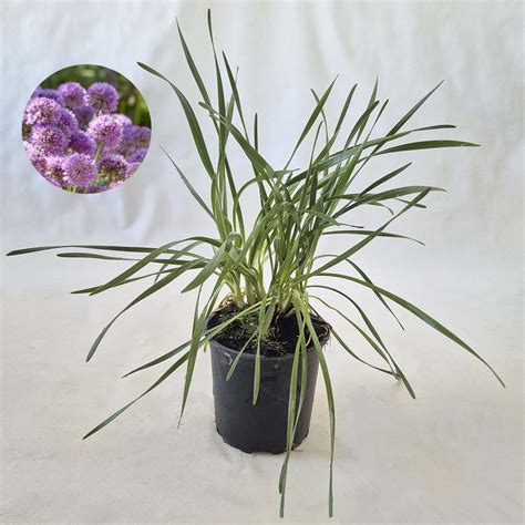 Allium Millenium Градински център и разсадник Тис