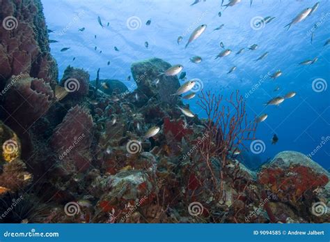 Schooling Tropical Fish St Lucia Stock Image Image Of Lucia