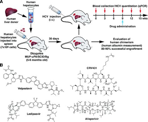 Mouse Model Liver Cirrhosis At Jenenge Blog