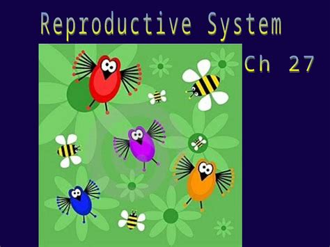 PPT Difference Between Meiosis And Mitosis Meiosis I Interphase Prophase IMetaphase IAnaphase