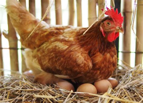 Why Do Hens Lay Eggs Without A Mate