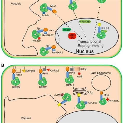 Pdf Recent Advances In Plant Nlr Structure Function Localization And Signaling