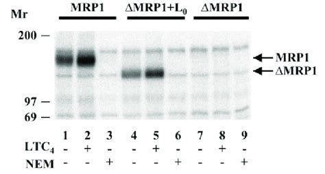 Vanadate Dependent Nucleotide Trapping By Mrp1 Variants Isolated