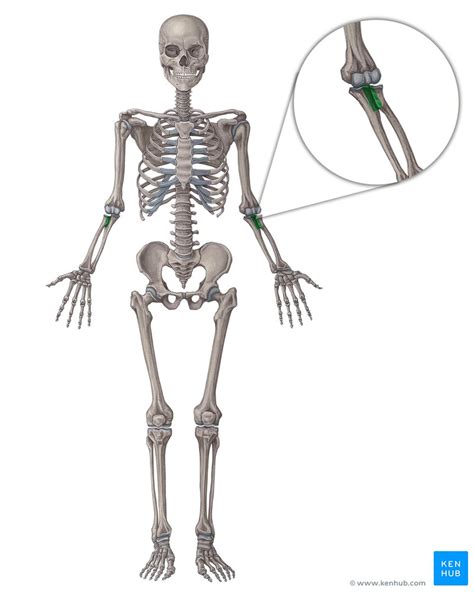 Proximal Radioulnar Joint Anatomy Movements Kenhub