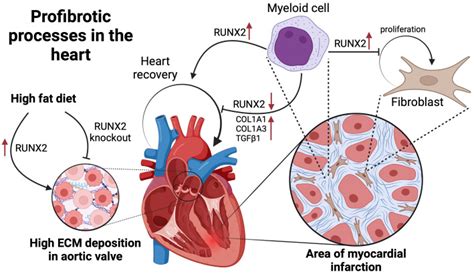 Molecular Interplay In Cardiac Fibrosis Exploring The Functions Of Runx2 Bmp2 And Notch Pubmed