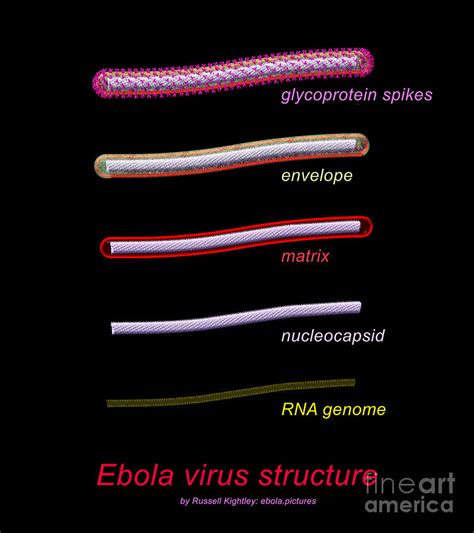 Ebola Virus Structure 1 Annotated Digital Art By Russell Kightley