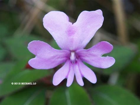 The Rainforests Of Borneo And Southeast Asia Balsam Impatiens Spp