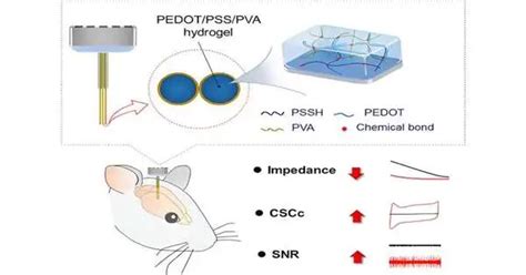 Creating New Interpenetrating Conducting Polymer Hydrogel Networks For