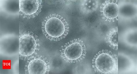 Monkeypox Monkeypox Symptoms Precautions And Complications All You