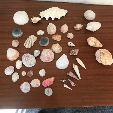 Approx 40 Decorative Sea Shells Assorted Shapes And Sizes Small Home Decor