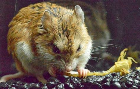 Bensozia Grasshopper Mouse Vs Bark Scorpion