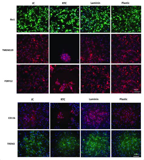 Immunocytochemistry Staining Of Typical Microglia Markers Of Imgl