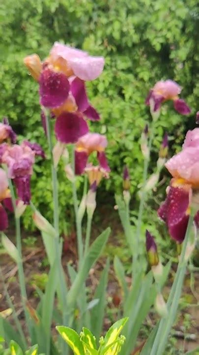 ჩვენი ქუჩა და ეზო Youtube