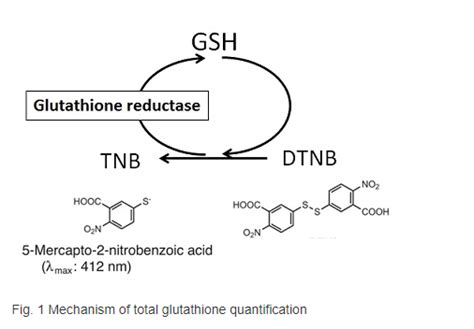 Total Glutathione Assay Kit