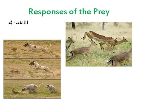 Predatorprey Relationships Predation Is A Straightforward Interspecies Population