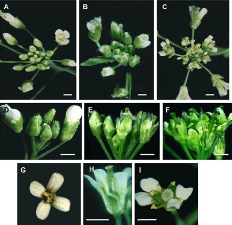 Phenotypes Of Wild Type As Mutant And Asl As Double Mutant Plants Download Scientific