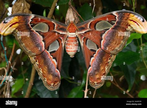 Whats The Hercules Moth At Mackenzie Mathy Blog