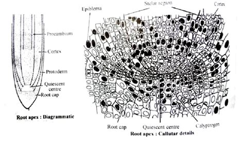 Organization Of Root Apex Apical Cell Theory Histogen Theory Korper Kappe Theory Biology