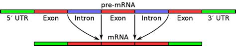 Messenger Rna Mrna Definition And Function Biology Dictionary