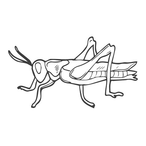 Grasshopper Doodle In Vector Line Sketch Of Insect 20774333 Vector Art