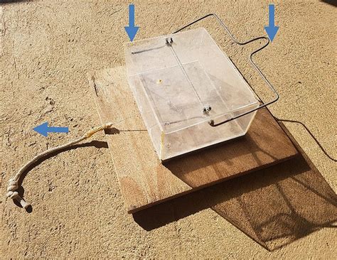 Novel Foraging Task Used In Our Experiments Individuals Could Open The