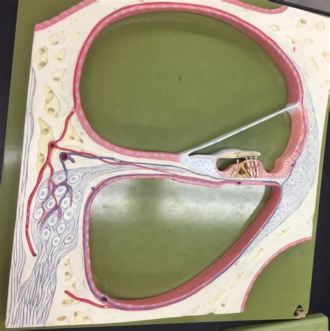 Cochlear Cross Section Model Lab Diagram Quizlet