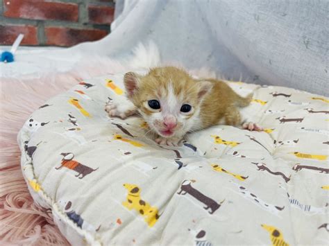 창원고양이무료분양 신월동고양이무료분양 창원하이브리드묘무료분양 신월동하이브리드묘무료분양 창원 2022 0148 하이브리드묘 치즈 책임분양 강아지배변훈련 도그마루 홈스쿨