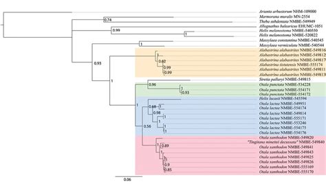 Bayesian Inference Tree Based On Concatenated Data Set Of Coi 16s H3