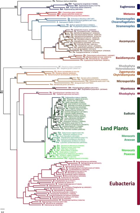 Maximum Likelihood Ml Phylogenetic Tree Based On The Full Length
