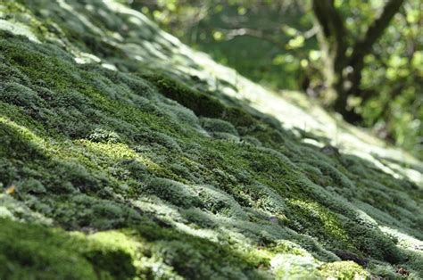 苔藓 自然 灌木丛 Pixabay上的免费照片 Pixabay