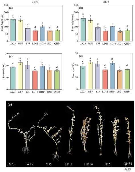 Soybean Cultivar Breeding Has Increased Yields Through Extended