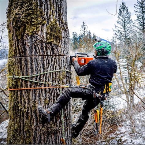Guilty Of Treeson Youtube