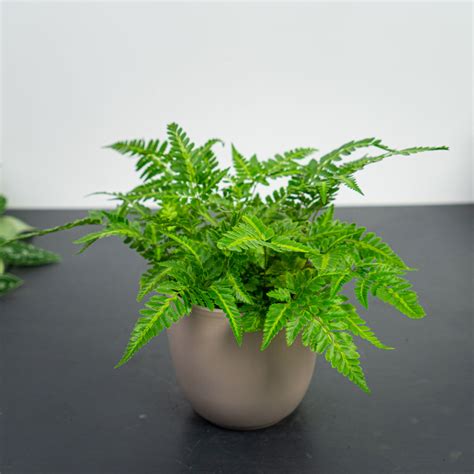 Paproć Rumora Sklep Z Roślinami Mała Szklarnia