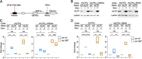 Hltf Dna Binding Hiran Domain Mediates Restriction Of Hiv 1