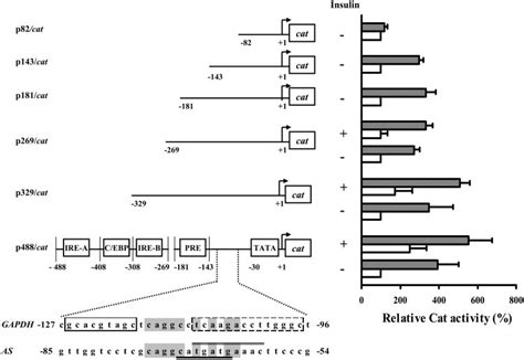 Response Of Variably Deleted Gapdhcat Constructs To Insulin Andor Download Scientific Diagram