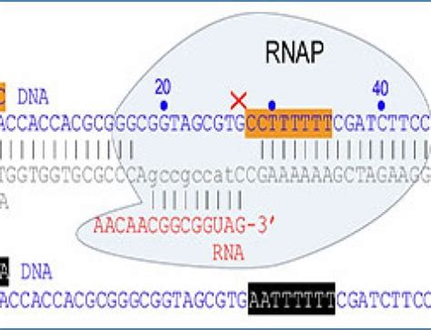 Scdist Robust Identification Of Perturbed Cell Types In Single Cell Rna Seq Data Rna Seq Blog