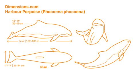 Orca Killer Whale Orcinus Orca Dimensions And Drawings