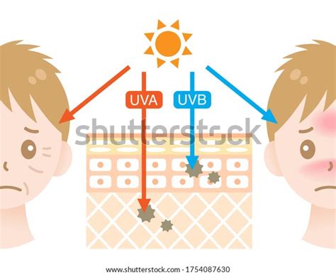 Diagram Uva Uvb Penetration Into Human Stock Vector Royalty Free Shutterstock